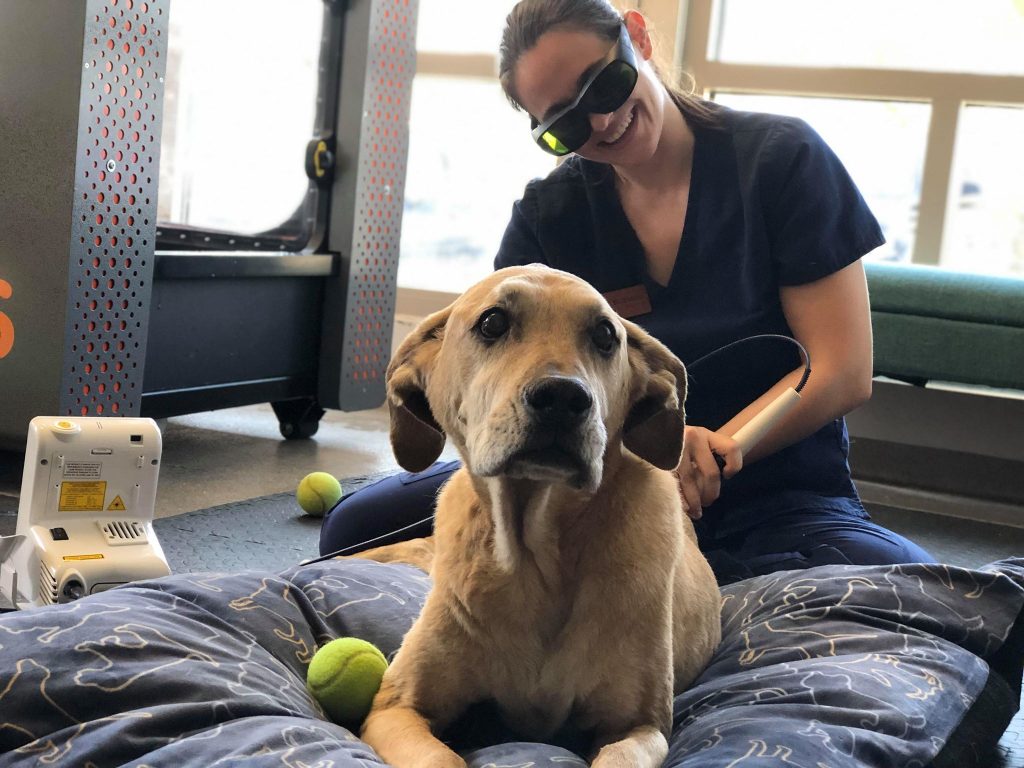 Rehabilitation – Santa Barbara Animal Hospital