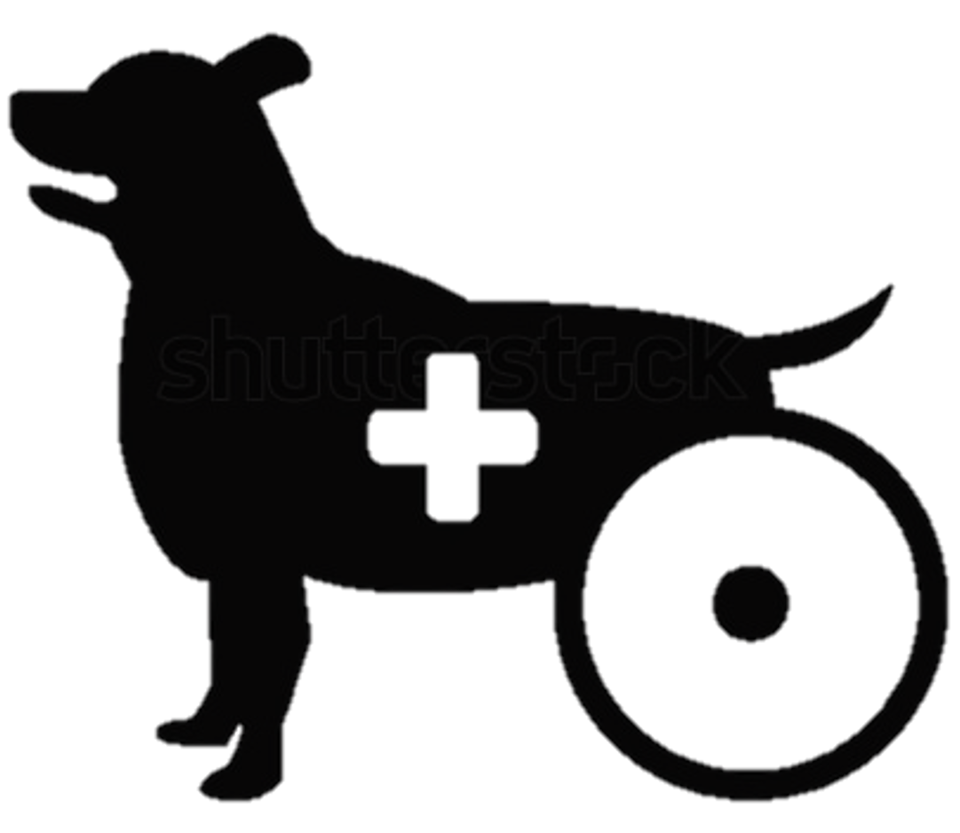 Our Services – Santa Barbara Animal Hospital