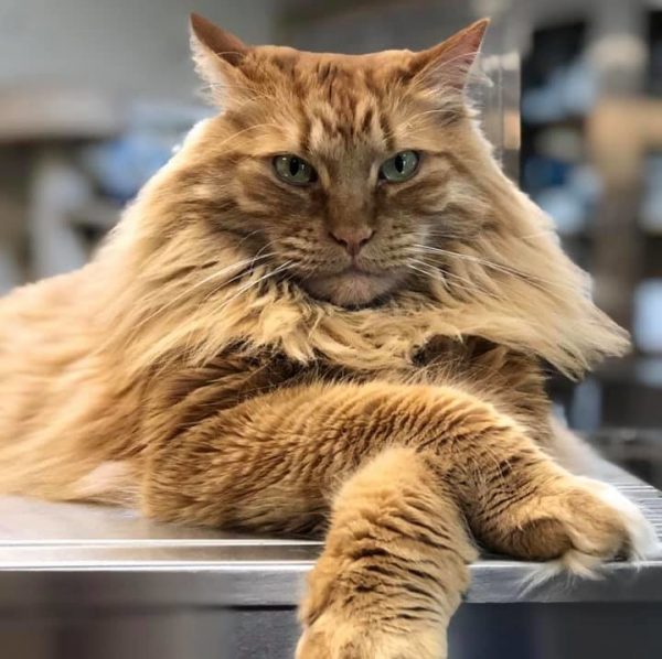 Santa Barbara Animal Hospital – Exceptional Veterinary Healthcare