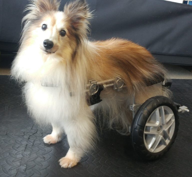 Rehabilitation – Santa Barbara Animal Hospital